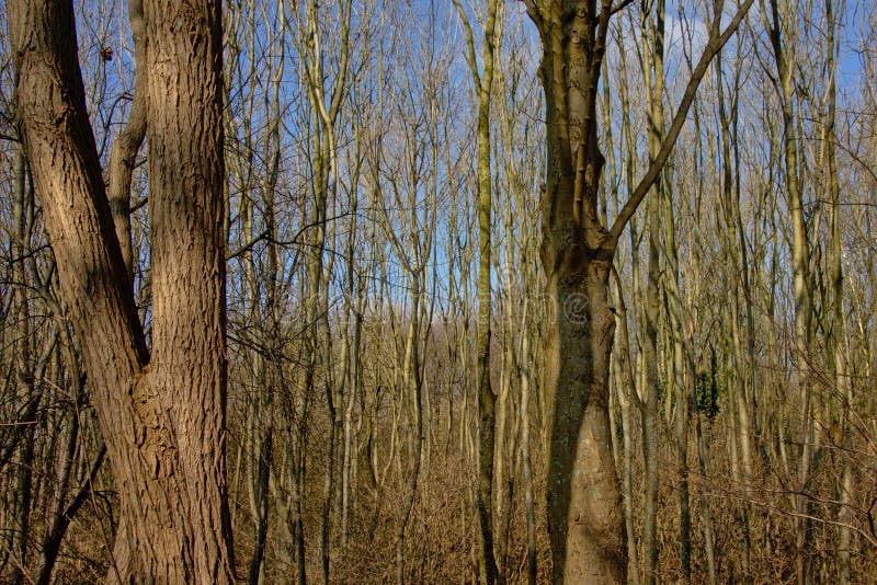 Background of Bare Tree Trunks in a Sunny Winter Forest Stock Image ...