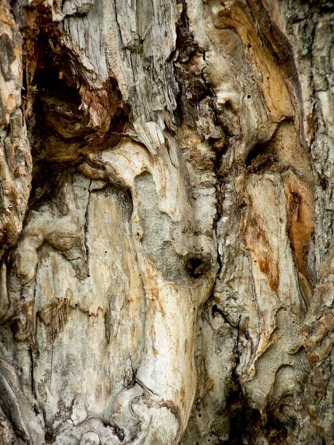 Dense tree roots texture stock photo. Image of tree, branch - 5768570