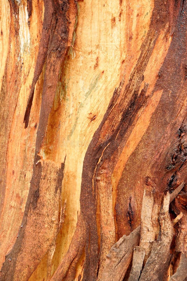 Background - bark stock photo. Image of rough, trunk, bark - 5063162