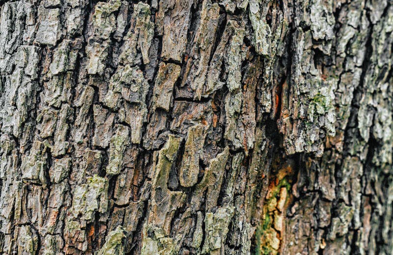 Background of the Bark of an Apple Tree. Dry Tree Bark Scales in Forest ...