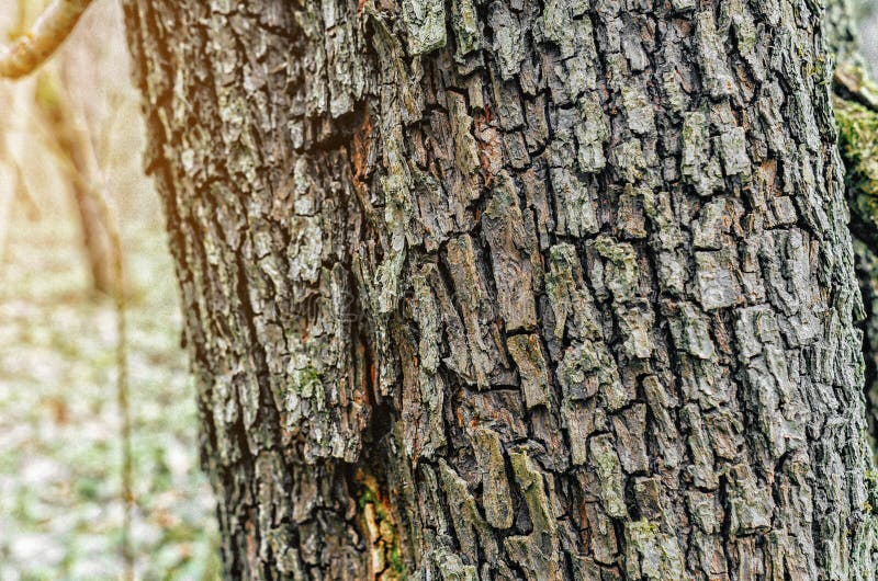 Background of the Bark of an Apple Tree. Dry Tree Bark Scales in Forest ...
