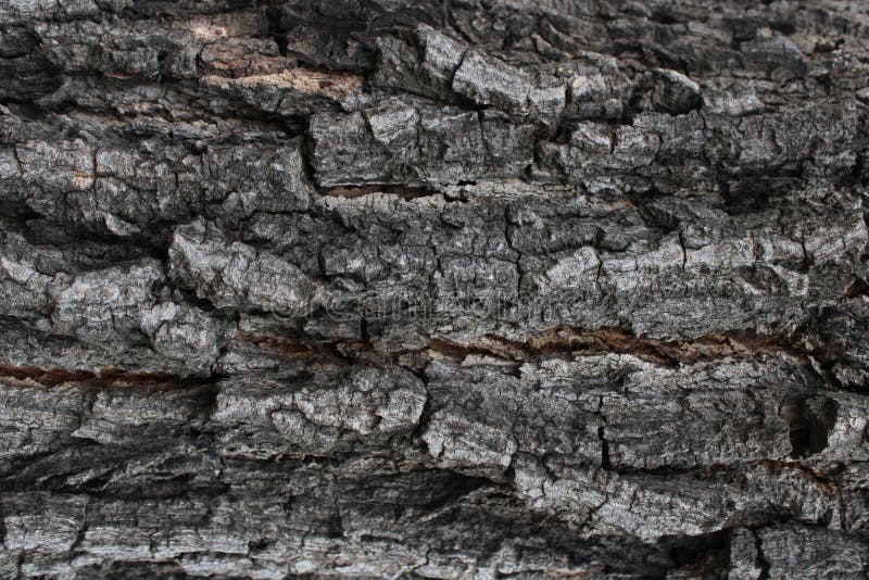 Background bark stock photo. Image of natural, close - 161970762
