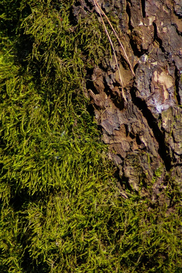 Background. Bark in the Moss Stock Photo - Image of pattern, lichen ...