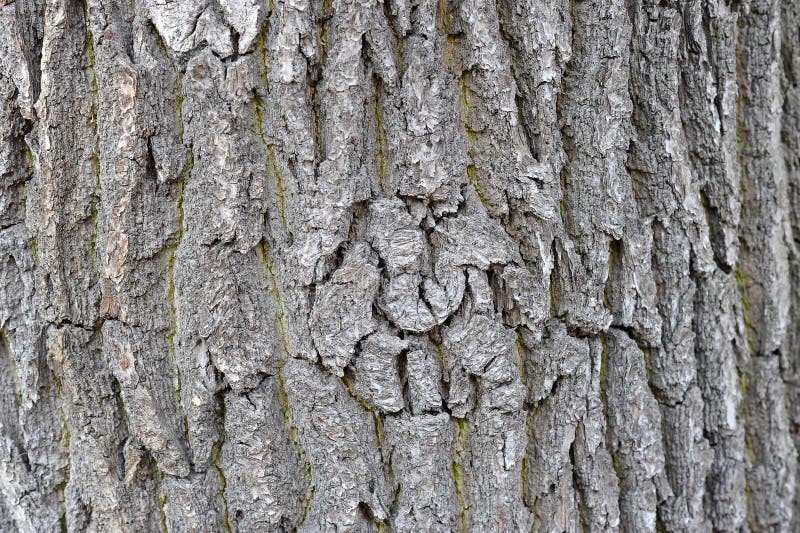 Background of the Bark of the Oak Tree Stock Image - Image of colors ...