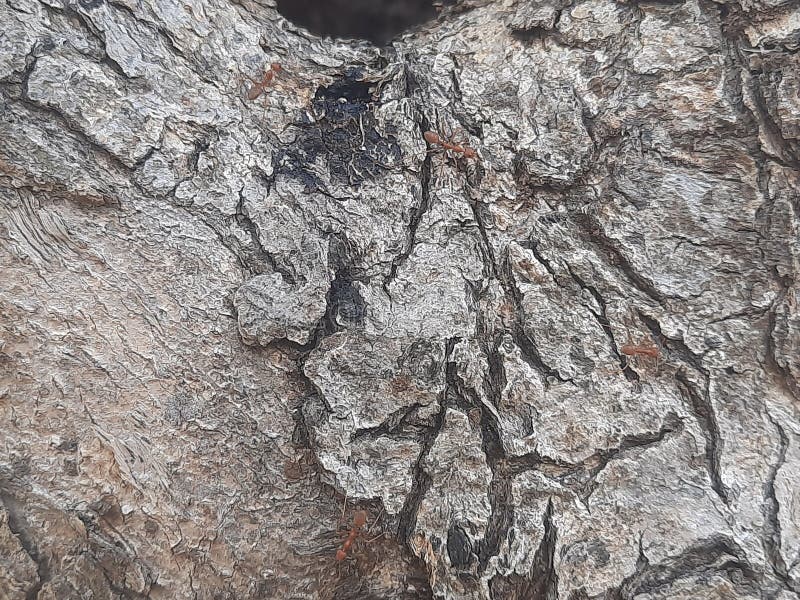 Kulit Kayu Stock Illustrations – 1 Kulit Kayu Stock Illustrations ...