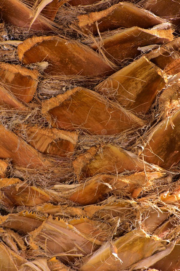 Background of the Bark of a Palm Tree. Stock Image - Image of natural ...