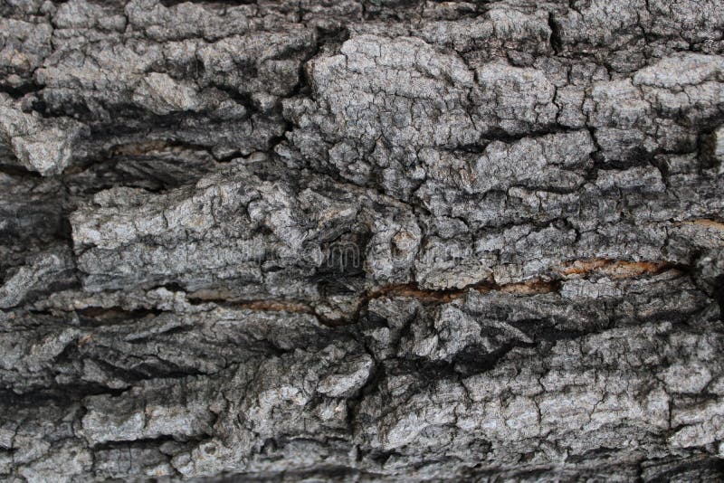 Background bark stock image. Image of close, building - 161971095