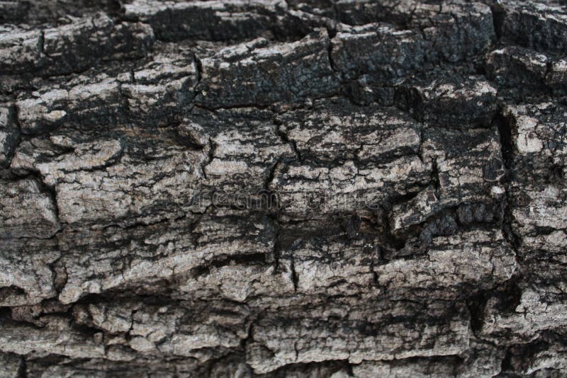 Background bark stock photo. Image of lumber, building - 161971110