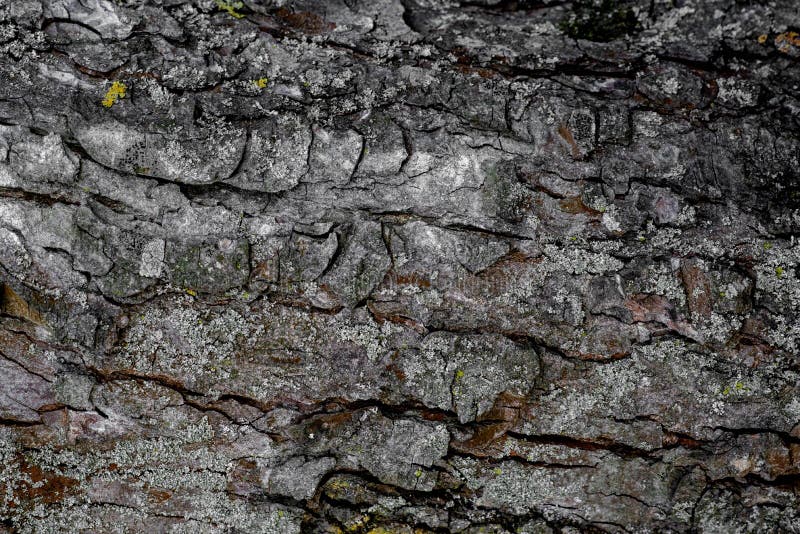 Background, Bark Texture, in Dark Colors, Bark Structure Stock Photo ...