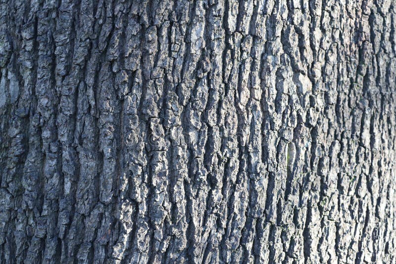 Background. Bark of Tree. Oak Bark. Stock Photo - Image of light, bark ...