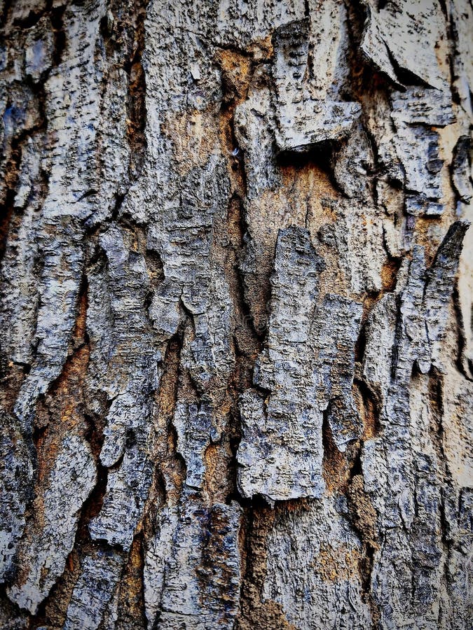 Background the Bark of a Tree is Rough and Textured Stock Image - Image ...