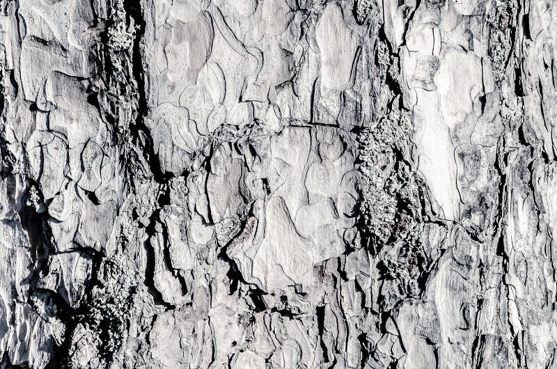 Background with Bark Tree Texture. Moss on the Tree Stock Photo - Image ...