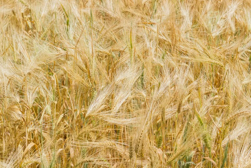 Background of the Barley Field Stock Photo - Image of cultivation ...