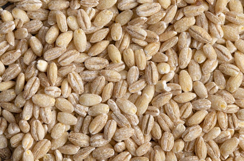 Background of Barley Wheat Up Close Stock Photo - Image of cracked ...