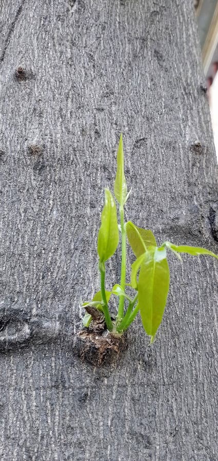 Background is the Basis or Starting Point for Providing Understanding ...