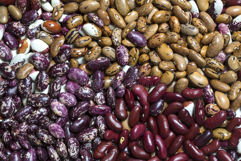 Background bean seeds stock photo. Image of eating, group - 69877574
