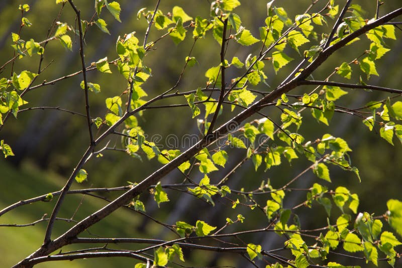 Background of Birch Green Leaves Illuminated by Sunlight Stock Image ...