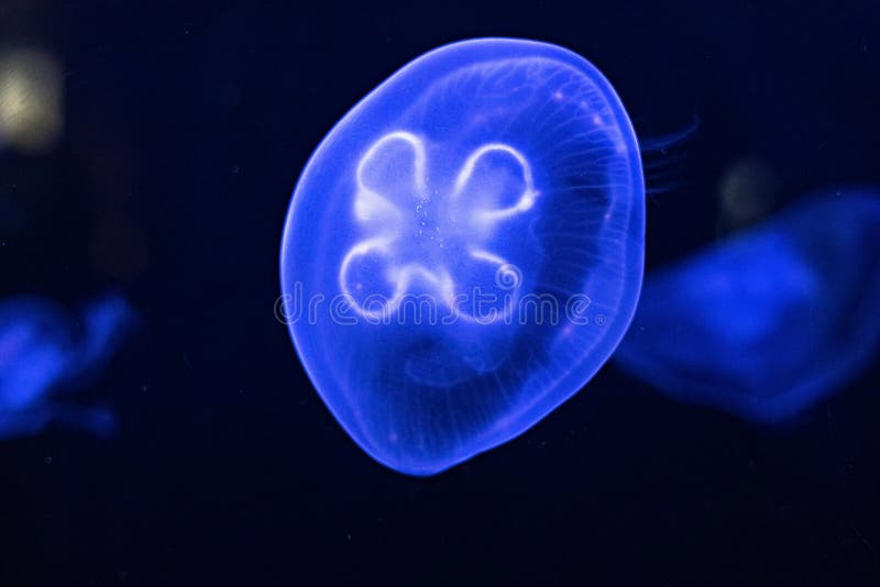 Background of Beautiful Blue Neon Jellyfish. Aquarium Stock Image ...