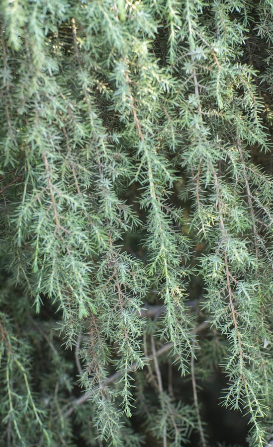 Beautiful Branches of an Evergreen Coniferous Tree Stock Photo - Image ...