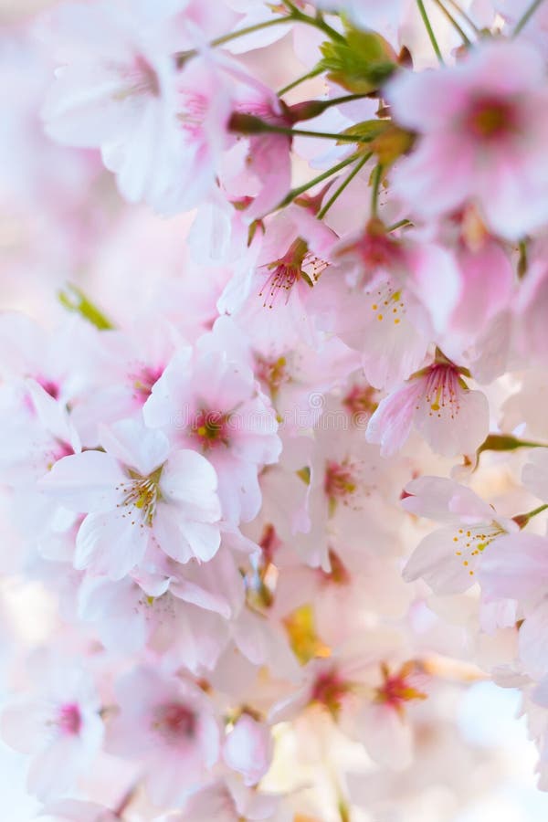 Background with Beautiful Cherry Blossom Stock Image - Image of flower ...