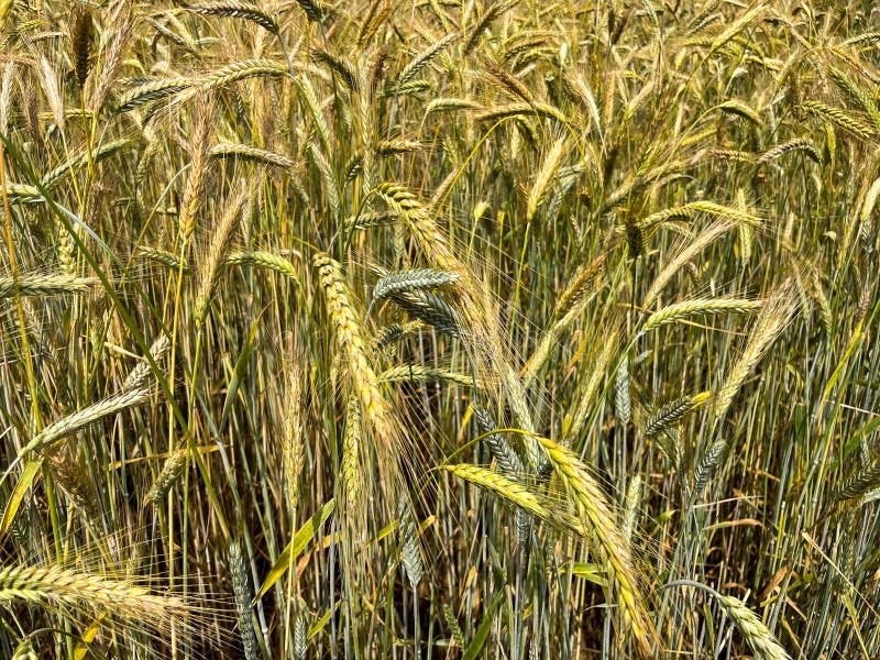 Background of a Beautiful Field with Ripening Rye. Rye Close-up Stock ...