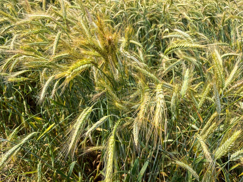 Background of a Beautiful Field with Ripening Rye. Rye Close-up Stock ...