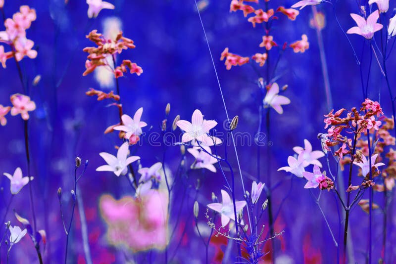 117 Beautiful Bluebells Meadow Sunset Stock Photos - Free & Royalty ...