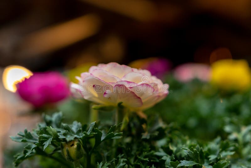 Background of Beautiful Flowers on the Street Stock Photo - Image of ...