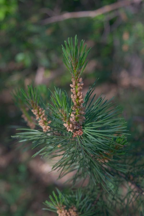 Background with Beautiful Green Pine Tree Brunch Close Up Stock Image ...