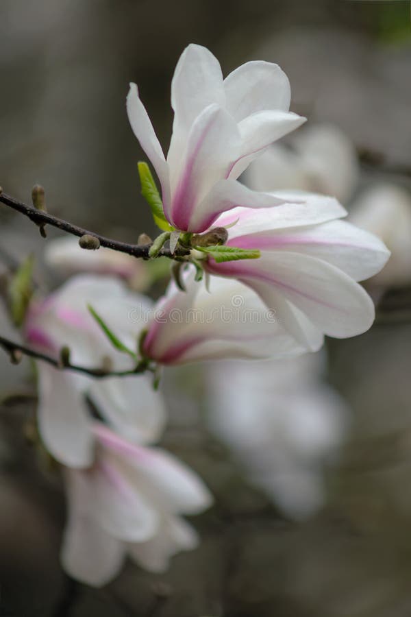 Background with Beautiful Light Pink Magnolia Stock Image - Image of ...