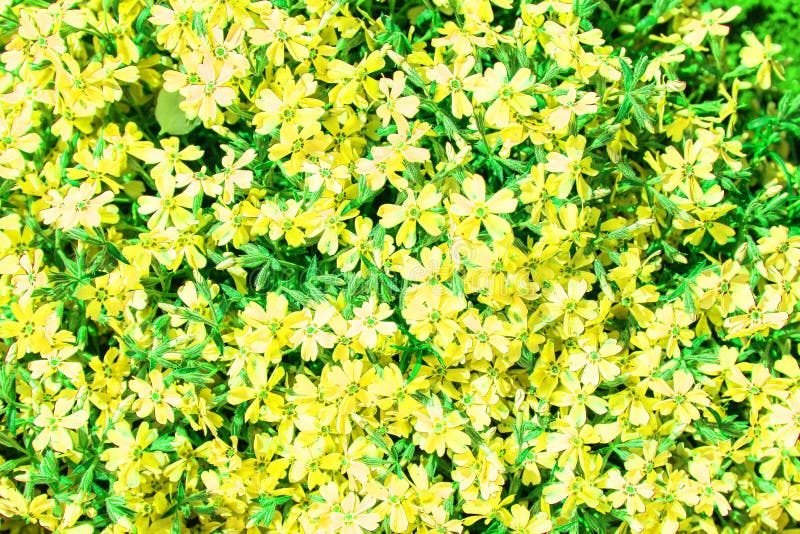 Background Beautiful Live Flowers Stock Image - Image of grass, beauty ...