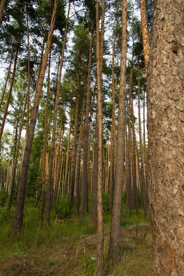 Background of Beautiful Pine Trees Stock Photo - Image of morning ...