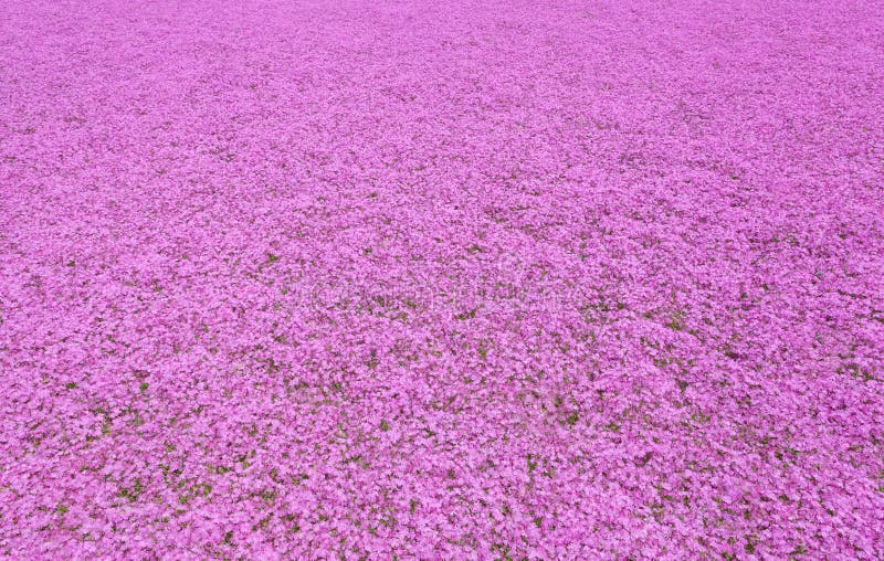 Background of Beautiful Pink Moss Stock Image - Image of tourism ...