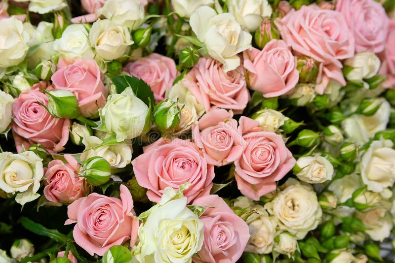 Background of Beautiful Pink and White Roses Stock Photo - Image of ...