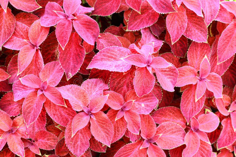 Background Beautiful Red Leaves Chris Donnelly Stock Photos - Free ...