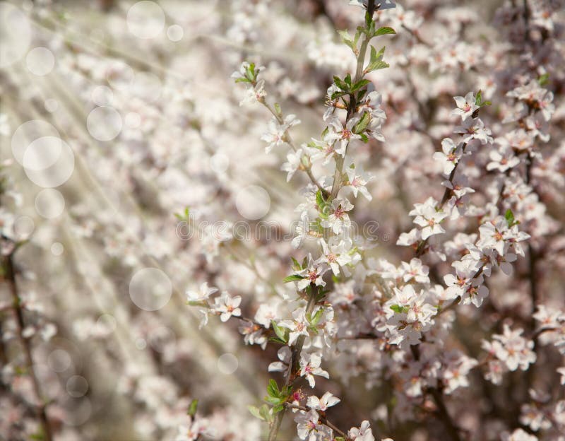 Background with Beautiful Spring Blossoming Tree Stock Photo - Image of ...