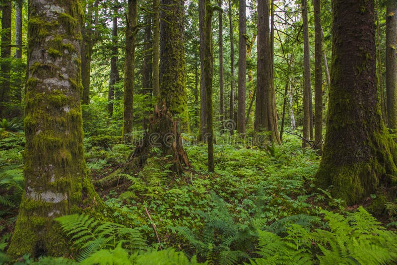 Background of Beautiful Summer Forest Stock Photo - Image of landscape ...
