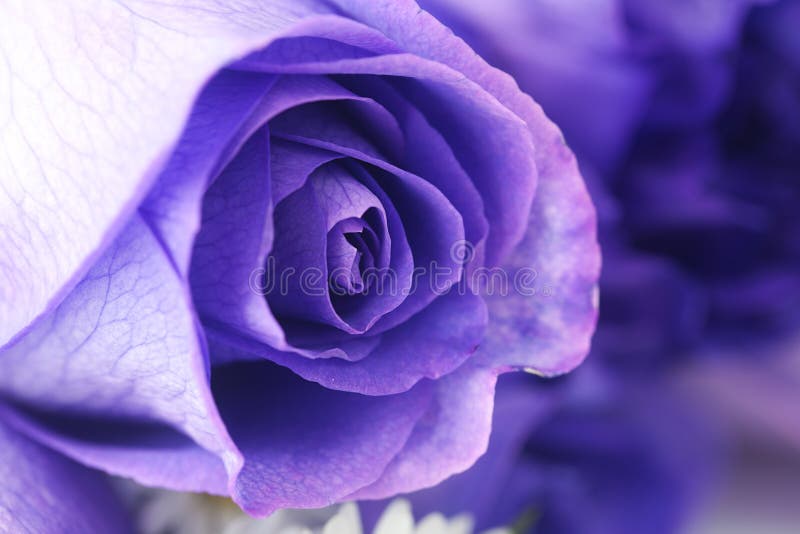 Background of Beautiful Violet Roses Stock Image - Image of macro ...