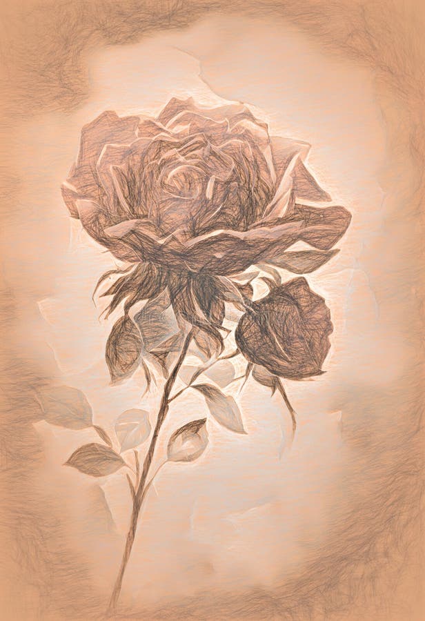 Background with Beautiful Watercolor Red Rose and Drawing Efect. Stock ...