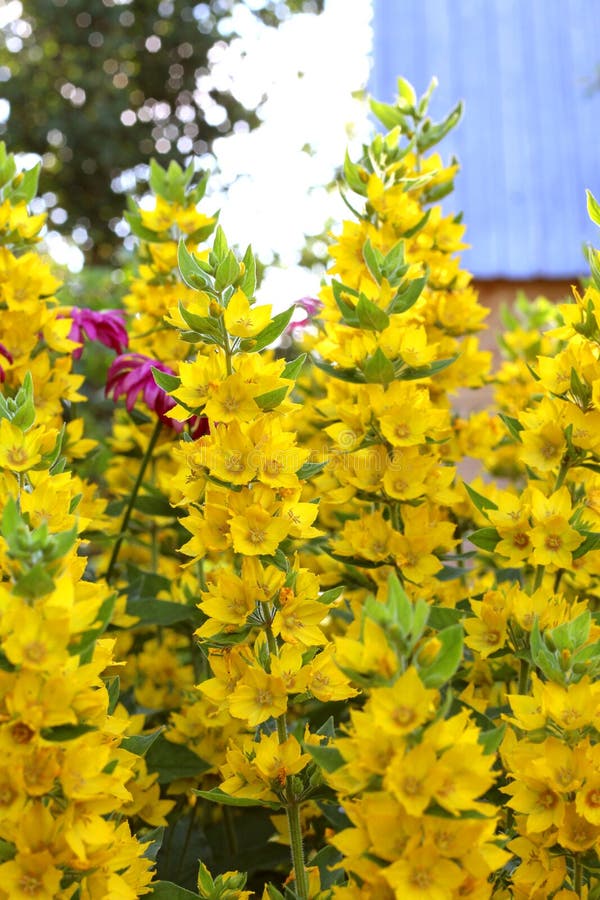 Beautiful Yellow Bells Blooming in the Garden. Stock Image - Image of ...