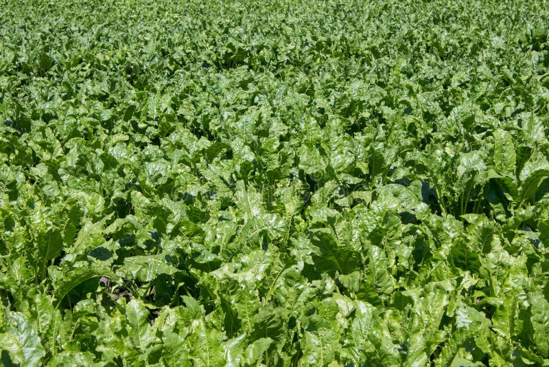 Background Beet Field,the Green Field of Sugar Beet Grows Stock Image ...