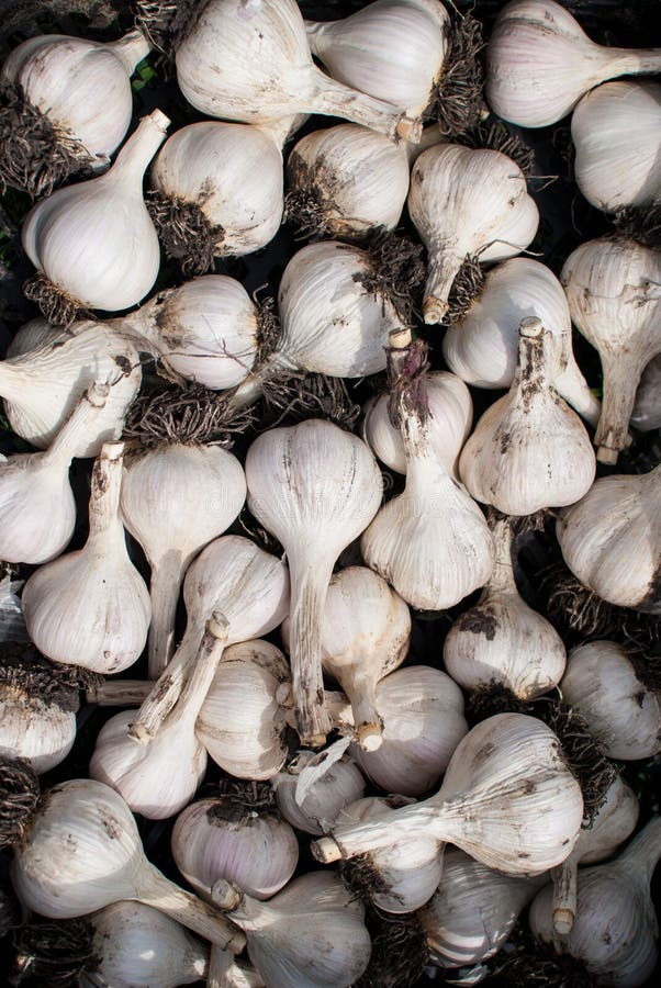 Background with a Big Garlic Stock Image - Image of harvest, bulb: 74806711