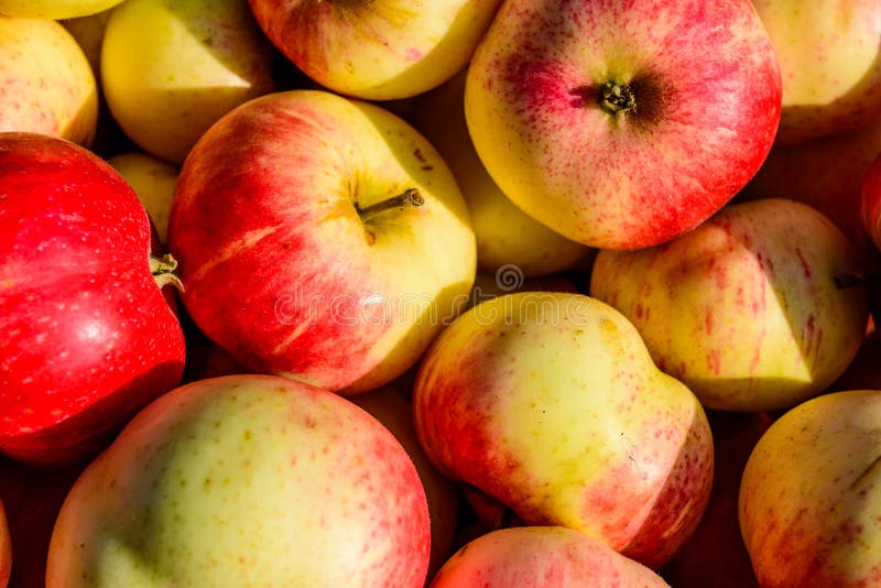 Background of the Big Pile of Ripe Apples Stock Image - Image of detail ...