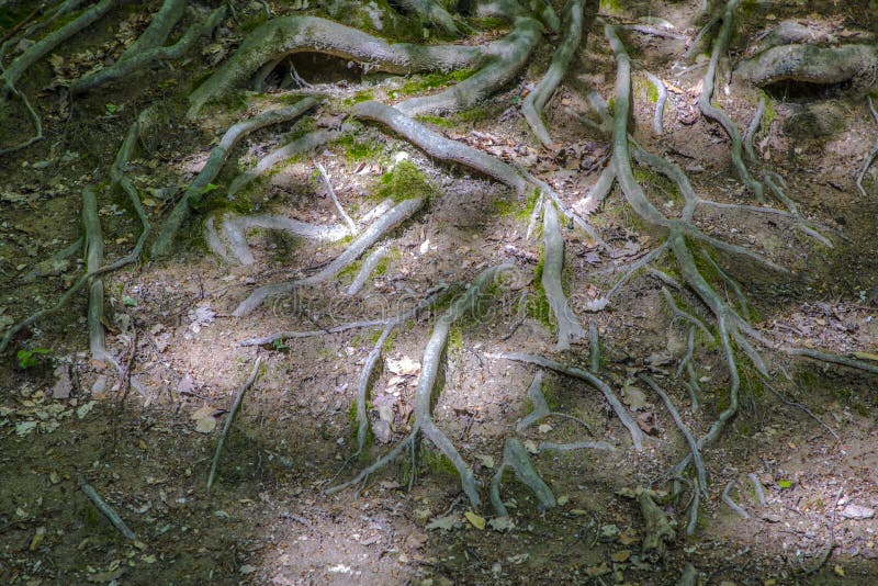 Big Rootes of Tree in the Forest Stock Photo - Image of strong, earth ...