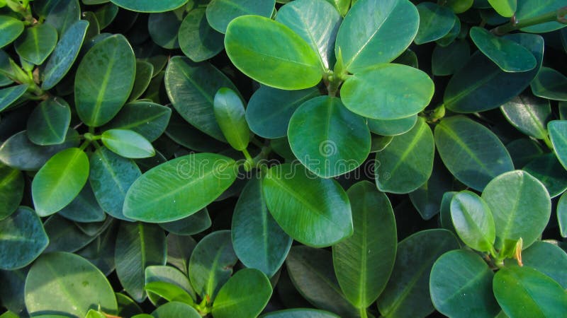 Background Big Shiny Leaves Stock Photo - Image of green, rural: 60100280