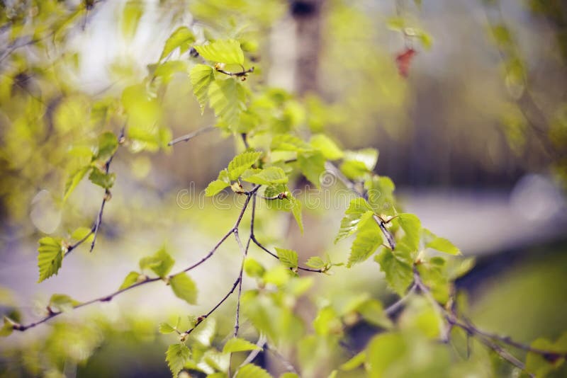 Background with Birch Branches in the Spring. Stock Photo - Image of ...