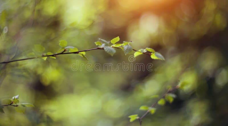 Background with Birch Branches in the Spring Stock Image - Image of ...