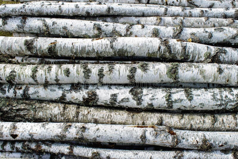 A Background of Birch Logs Lying Horizontally. Chopped Firewood Stacked ...