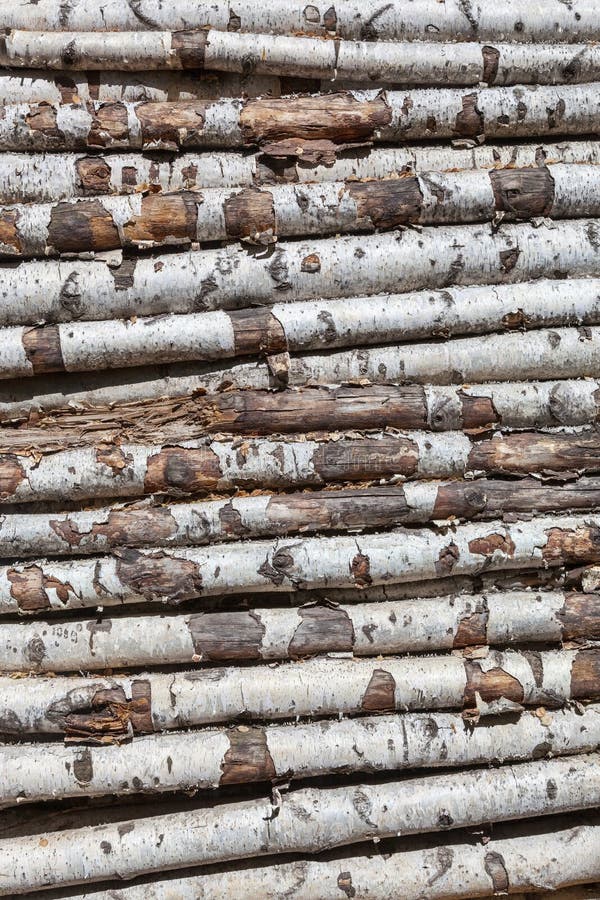 Background of the Birch Logs Stock Photo - Image of resource, plant ...