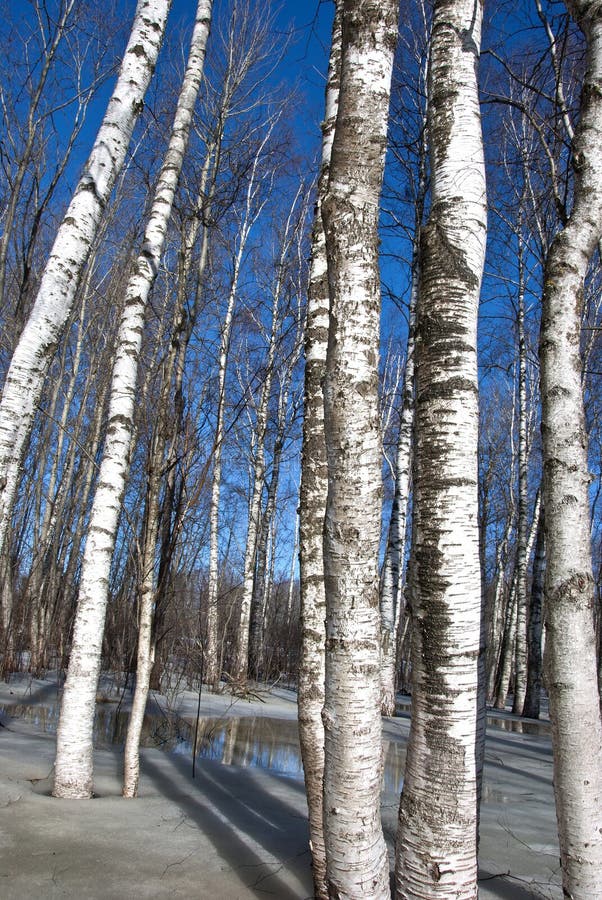 Background Birch Tree Forest Snow Defrost Spring Stock Photos - Free ...